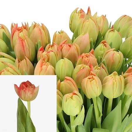 TULIPS KITEMAN 40cm 30gm | Wholesale Dutch Flowers & Florist Supplies UK