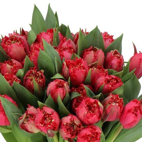 TULIPS LA MOUR 37cm 40gm | Wholesale Dutch Flowers & Florist Supplies UK
