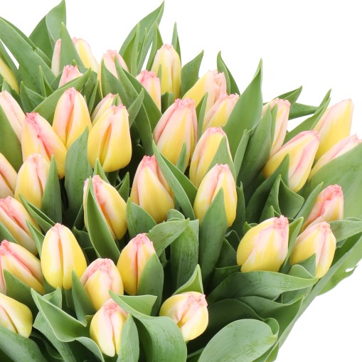 TULIPS LAPDANCE 37cm 35gm | Wholesale Dutch Flowers & Florist Supplies UK
