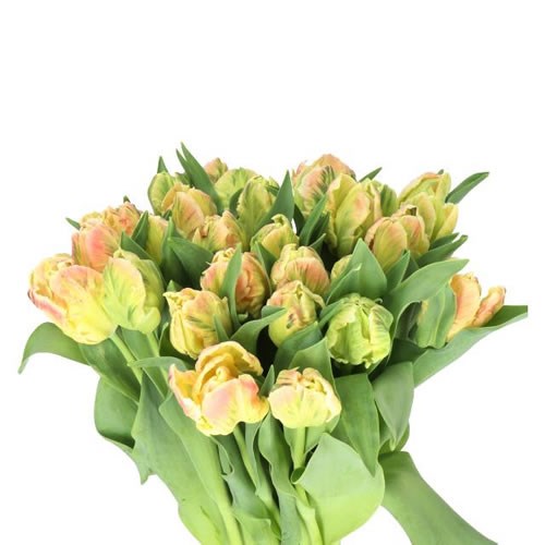 TULIPS LIBRETTO PARROT 37cm 35gm | Wholesale Dutch Flowers & Florist ...
