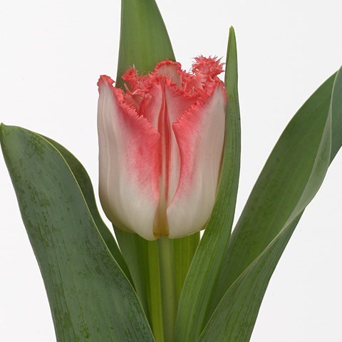 TULIPS LINGERIE 37cm 35gm | Wholesale Dutch Flowers & Florist Supplies UK