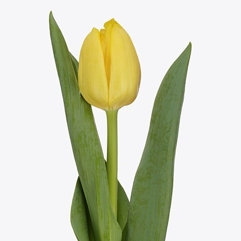 TULIPS LOBKE 37cm | Wholesale Dutch Flowers & Florist Supplies UK