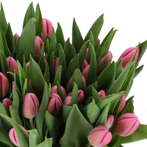 TULIPS LOYALITY 40cm 35gm | Wholesale Dutch Flowers & Florist Supplies UK