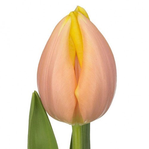 TULIPS MANGO CHARM 37cm 30gm | Wholesale Dutch Flowers & Florist ...