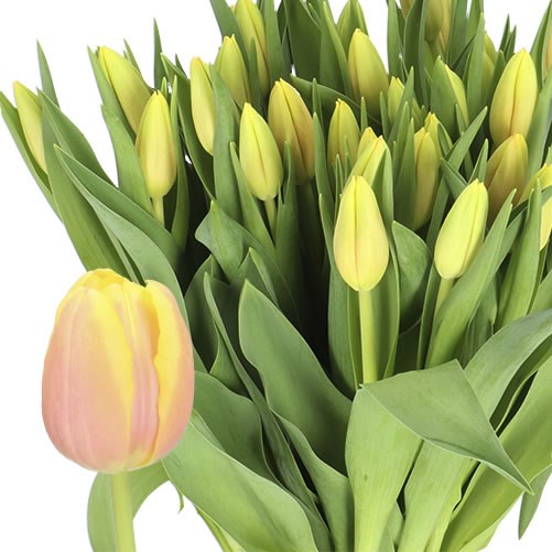 TULIPS MANGO CHARM 37cm 30gm | Wholesale Dutch Flowers & Florist ...
