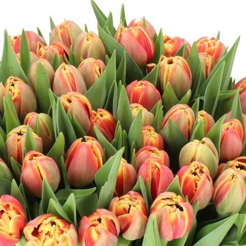 TULIPS MARAX PRIDE 40cm 50gm | Wholesale Dutch Flowers & Florist ...