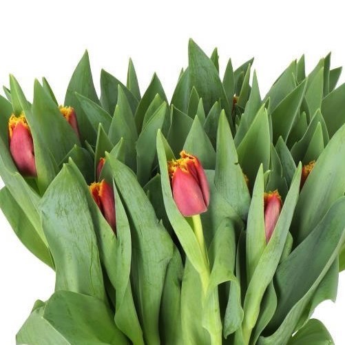 TULIPS MERCURE 40cm 30gm | Wholesale Dutch Flowers & Florist Supplies UK