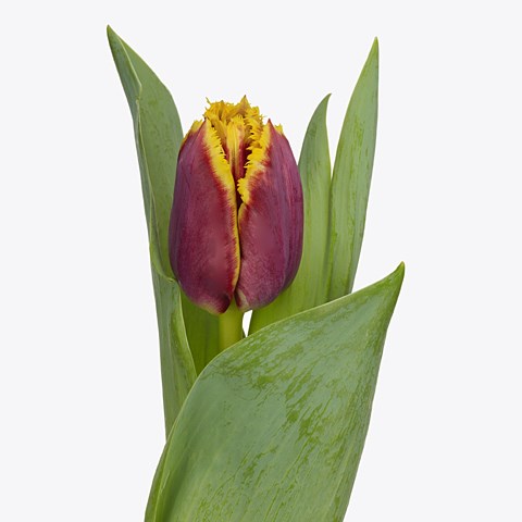 TULIPS MERCURE 40cm 35gm | Wholesale Dutch Flowers & Florist Supplies UK