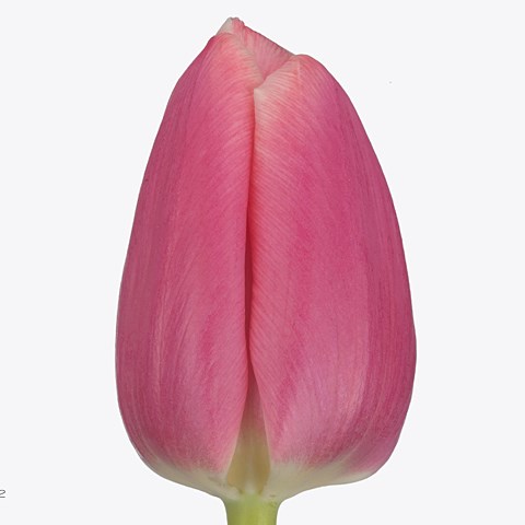 TULIPS MILKSHAKE 37cm 35gm | Wholesale Dutch Flowers & Florist Supplies UK