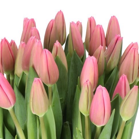TULIPS MILKSHAKE 40cm 40gm | Wholesale Dutch Flowers & Florist Supplies UK