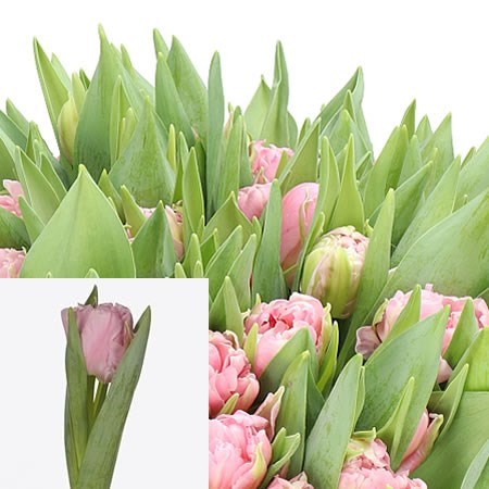 TULIPS MODENA 37cm 35gm | Wholesale Dutch Flowers & Florist Supplies UK