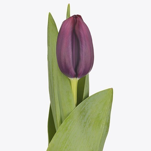 TULIPS NIGHT VISION 40cm 40gm | Wholesale Dutch Flowers & Florist ...