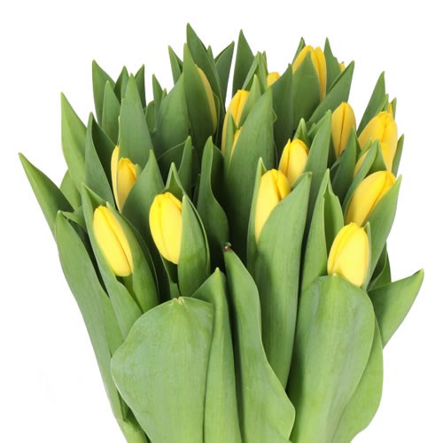 TULIPS NOVI SUN 37cm 40gm | Wholesale Dutch Flowers & Florist Supplies UK