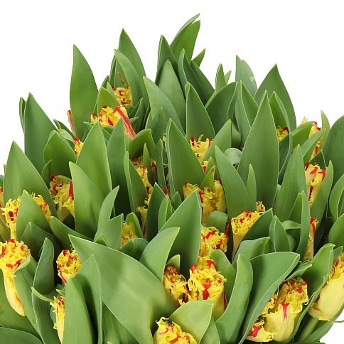 TULIPS PHANTOM 35cm 35gm | Wholesale Dutch Flowers & Florist Supplies UK