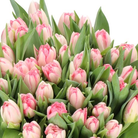 TULIPS PINK DELIGHT 35cm 35gm | Wholesale Dutch Flowers & Florist ...