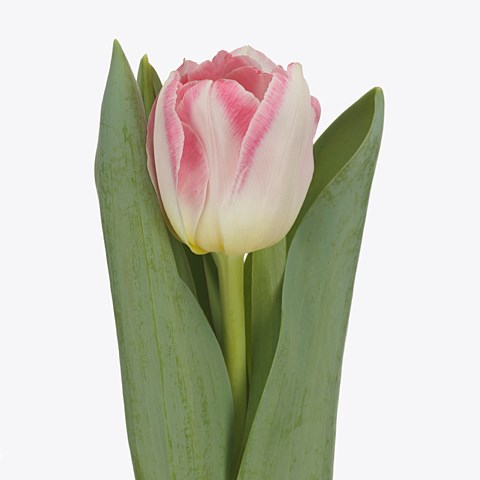 TULIPS PINK DELIGHT 37cm 35gm | Wholesale Dutch Flowers & Florist ...