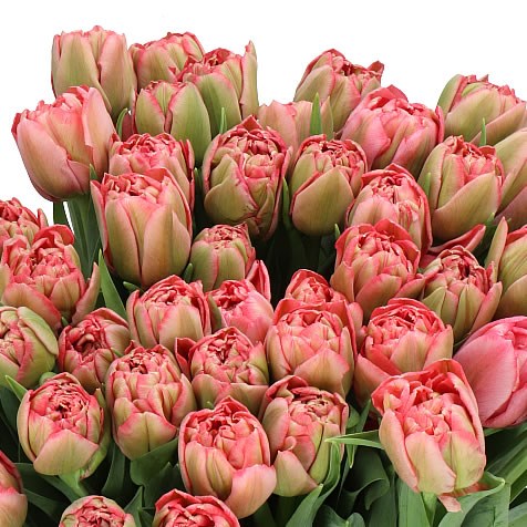 TULIPS QUINTY TRUSTFULL 40cm 40gm | Wholesale Dutch Flowers & Florist ...