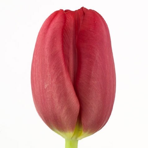 TULIPS RED MARK 40cm 30gm | Wholesale Dutch Flowers & Florist Supplies UK