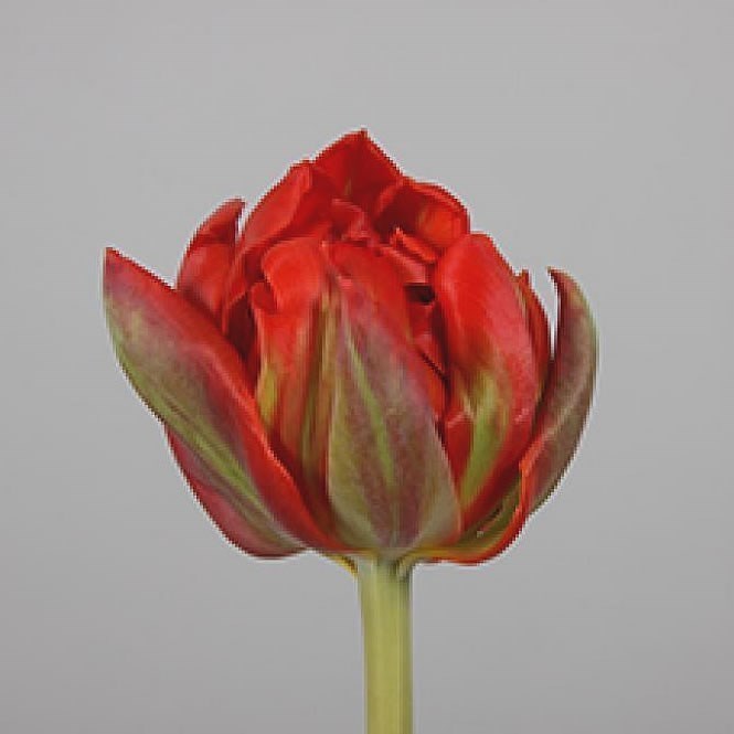 TULIPS RED PRINCESS 35cm 35gm | Wholesale Dutch Flowers & Florist ...