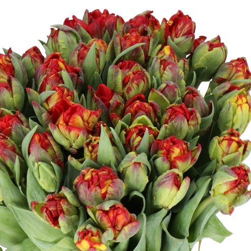 TULIPS ROCOCO DOUBLE 37cm 35gm | Wholesale Dutch Flowers & Florist ...