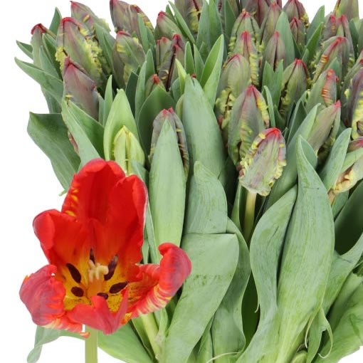 TULIPS ROCOCO (PARROT) 37cm 25gm | Wholesale Dutch Flowers & Florist ...