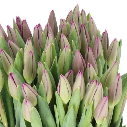 TULIPS ROESKA 40cm 30gm | Wholesale Dutch Flowers & Florist Supplies UK