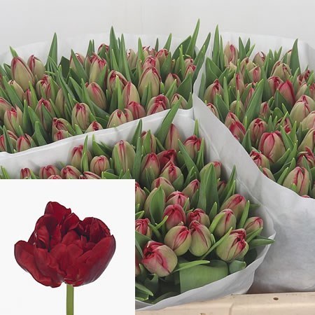 TULIPS SCARLET VERONA 35cm 35gm | Wholesale Dutch Flowers & Florist ...