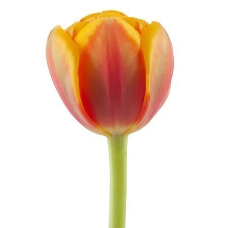 TULIPS SHELL 35cm 30gm | Wholesale Dutch Flowers & Florist Supplies UK