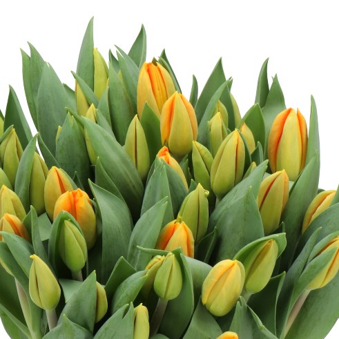 TULIPS SHINY SIDE 40cm 35gm | Wholesale Dutch Flowers & Florist Supplies UK