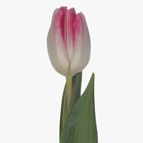 TULIPS SINFONIE 40cm 35gm | Wholesale Dutch Flowers & Florist Supplies UK