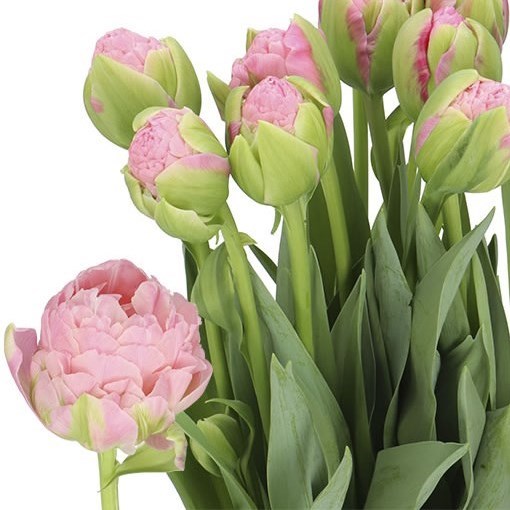 TULIPS STRAWBERRY CREAM 55cm 50gm | Wholesale Dutch Flowers & Florist ...