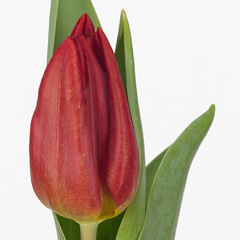 TULIPS STRONG FIRE 40cm 40gm | Wholesale Dutch Flowers & Florist ...