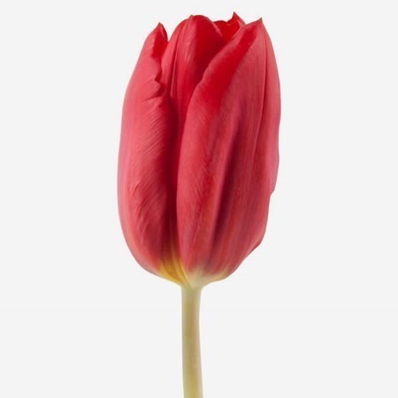 TULIPS STRONG LOVE 37cm 35gm | Wholesale Dutch Flowers & Florist ...