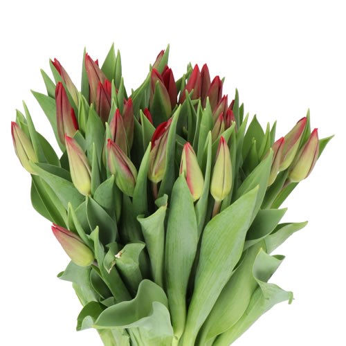 TULIPS STRONG LOVE 40cm 35gm | Wholesale Dutch Flowers & Florist ...