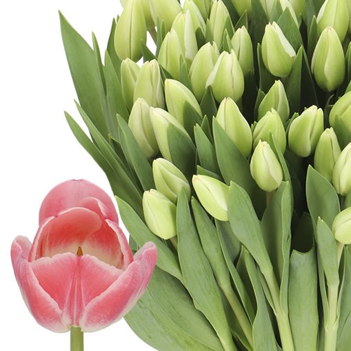 TULIPS SUPERMODEL 37cm 25gm | Wholesale Dutch Flowers & Florist Supplies UK