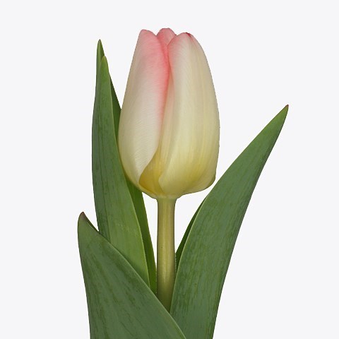 TULIPS SUPERMODEL 37cm 25gm | Wholesale Dutch Flowers & Florist Supplies UK