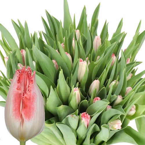 TULIPS SWEET SIMONE 40cm 40gm | Wholesale Dutch Flowers & Florist ...