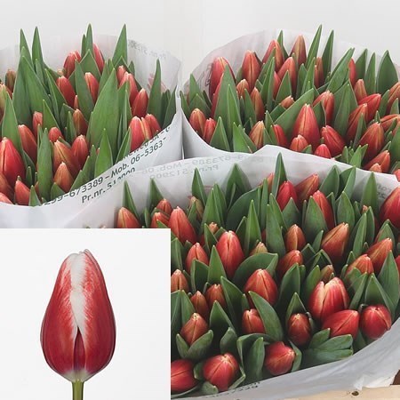 TULIPS TIMELESS 37cm 35gm | Wholesale Dutch Flowers & Florist Supplies UK