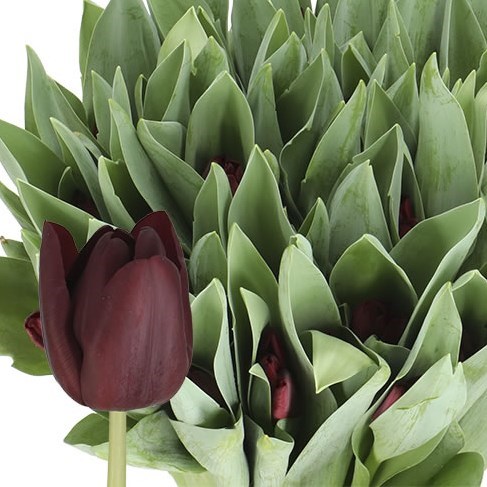 TULIPS TOENDRA 37cm 35gm | Wholesale Dutch Flowers & Florist Supplies UK