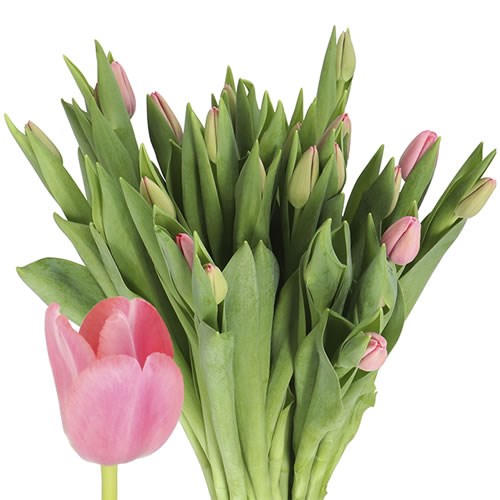 TULIPS TRESOR 37cm 30gm | Wholesale Dutch Flowers & Florist Supplies UK