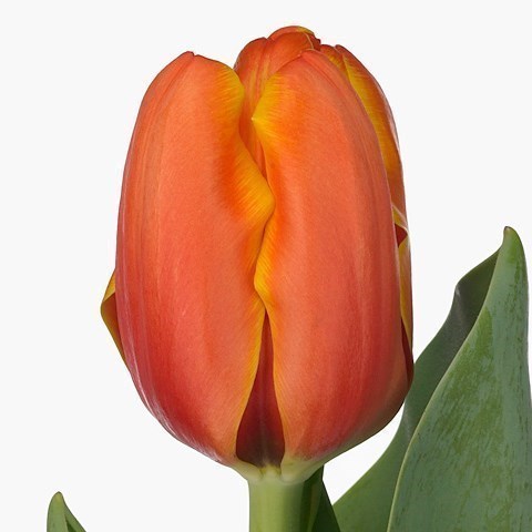 TULIPS TRIPLE A 40cm 40gm | Wholesale Dutch Flowers & Florist Supplies UK