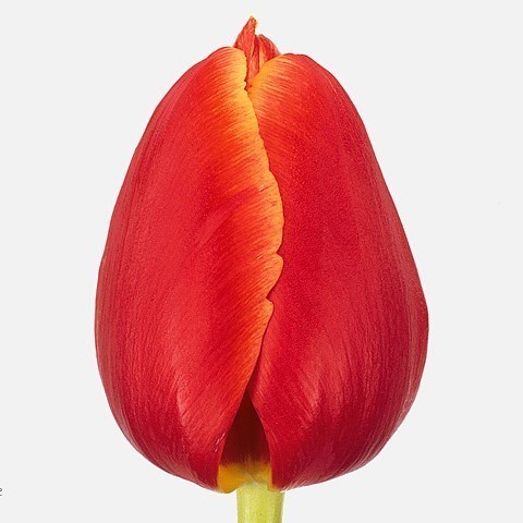 TULIPS VERANDI 40cm 30gm | Wholesale Dutch Flowers & Florist Supplies UK