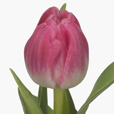 TULIPS VOQUE 37cm 35gm | Wholesale Dutch Flowers & Florist Supplies UK