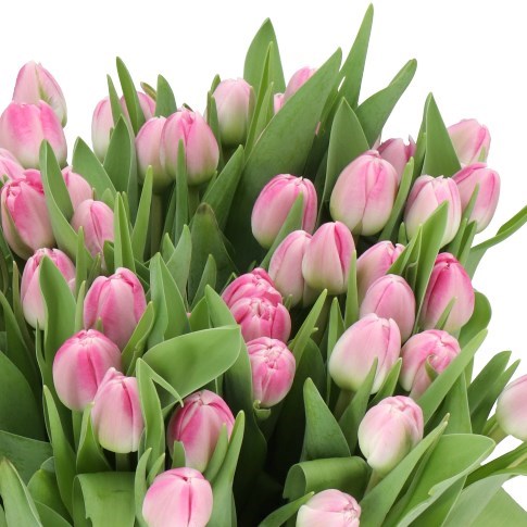 TULIPS VOQUE 37cm 35gm | Wholesale Dutch Flowers & Florist Supplies UK