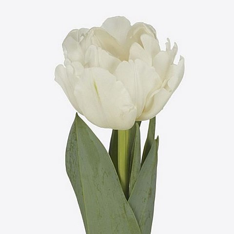 TULIPS WHITE FOXTROT 37cm 35gm | Wholesale Dutch Flowers & Florist ...