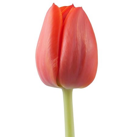 Tulips Ad Rem 40cm | Wholesale Dutch Flowers & Florist Supplies UK