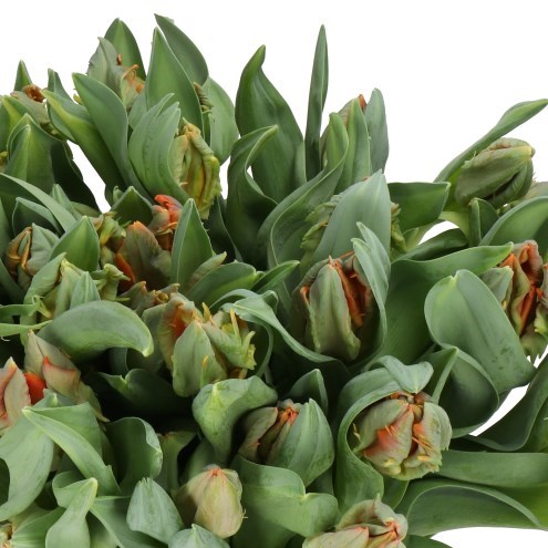 Tulips Ad Rem Parrot 40cm | Wholesale Dutch Flowers & Florist Supplies UK