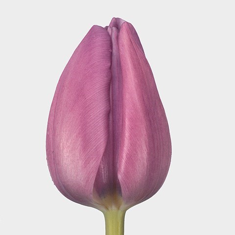 Tulips Alibi 46cm | Wholesale Dutch Flowers & Florist Supplies UK