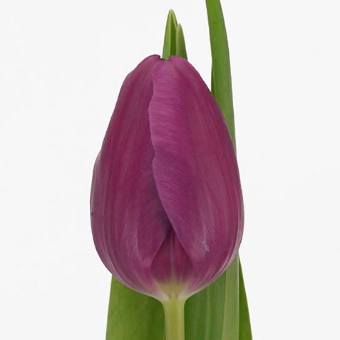 Tulips Angola 40cm | Wholesale Dutch Flowers & Florist Supplies UK