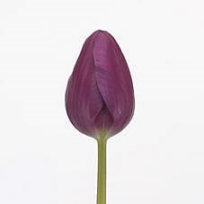 Tulips Angola 44cm | Wholesale Dutch Flowers & Florist Supplies UK